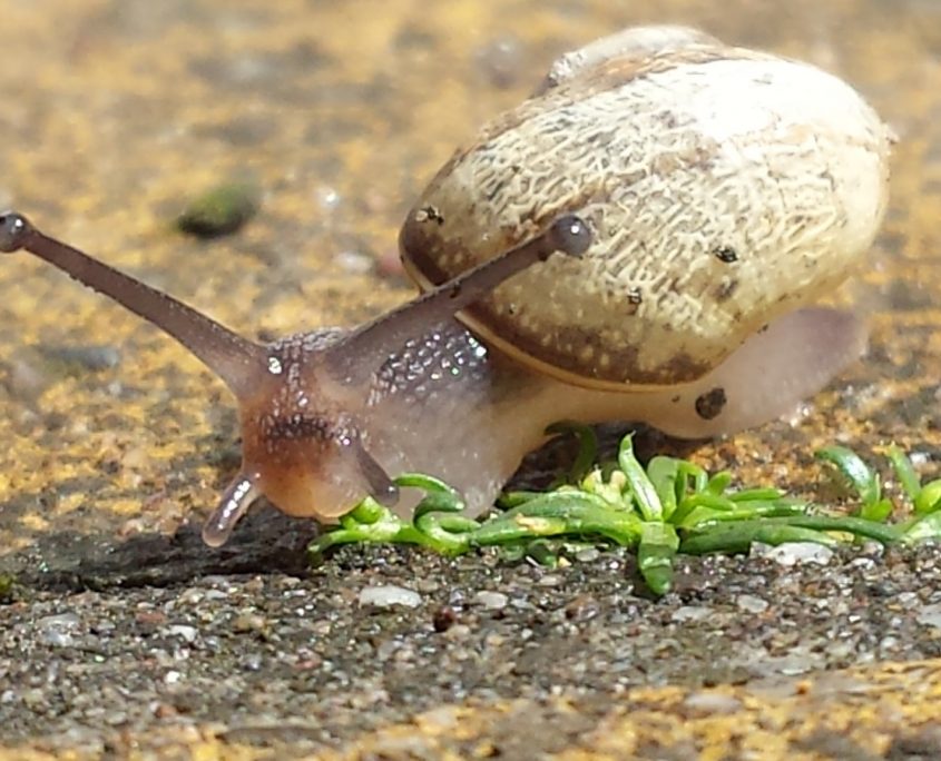 Minibeast photography competition – Whizz Pop Bang Blog