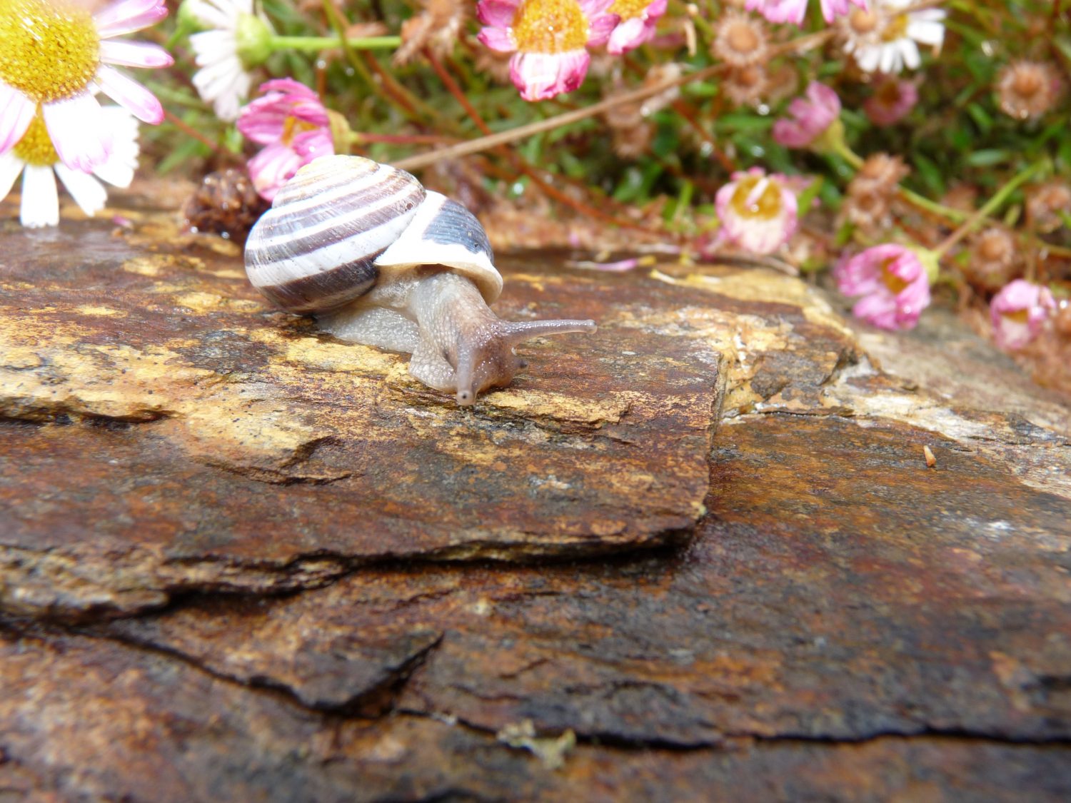 Whizz Pop Bang minibeast competition Sammy Snail – Whizz Pop Bang Blog