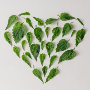 Learn to love nettles! – Whizz Pop Bang Blog