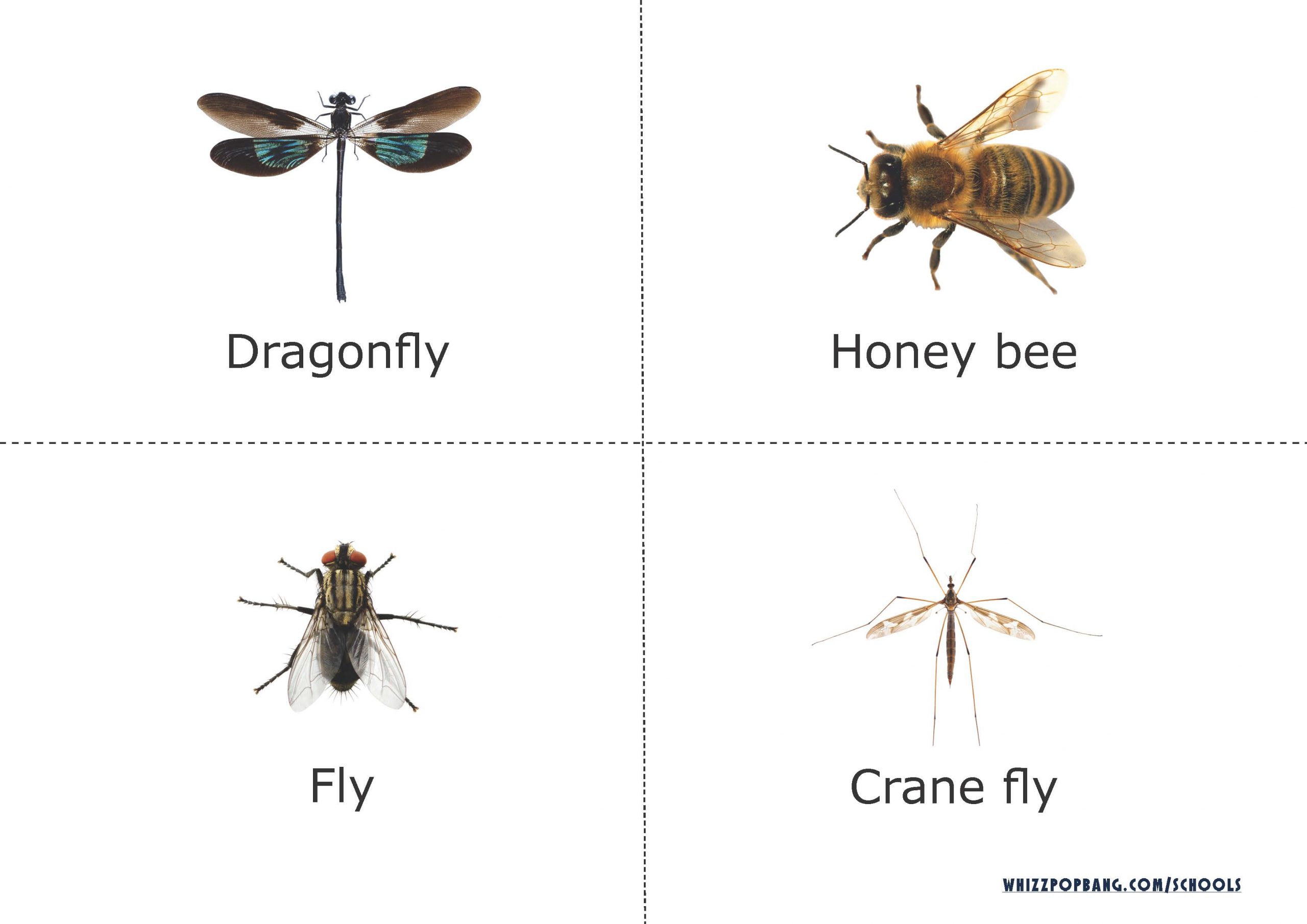 Minibeasts – Whizz Pop Bang Blog