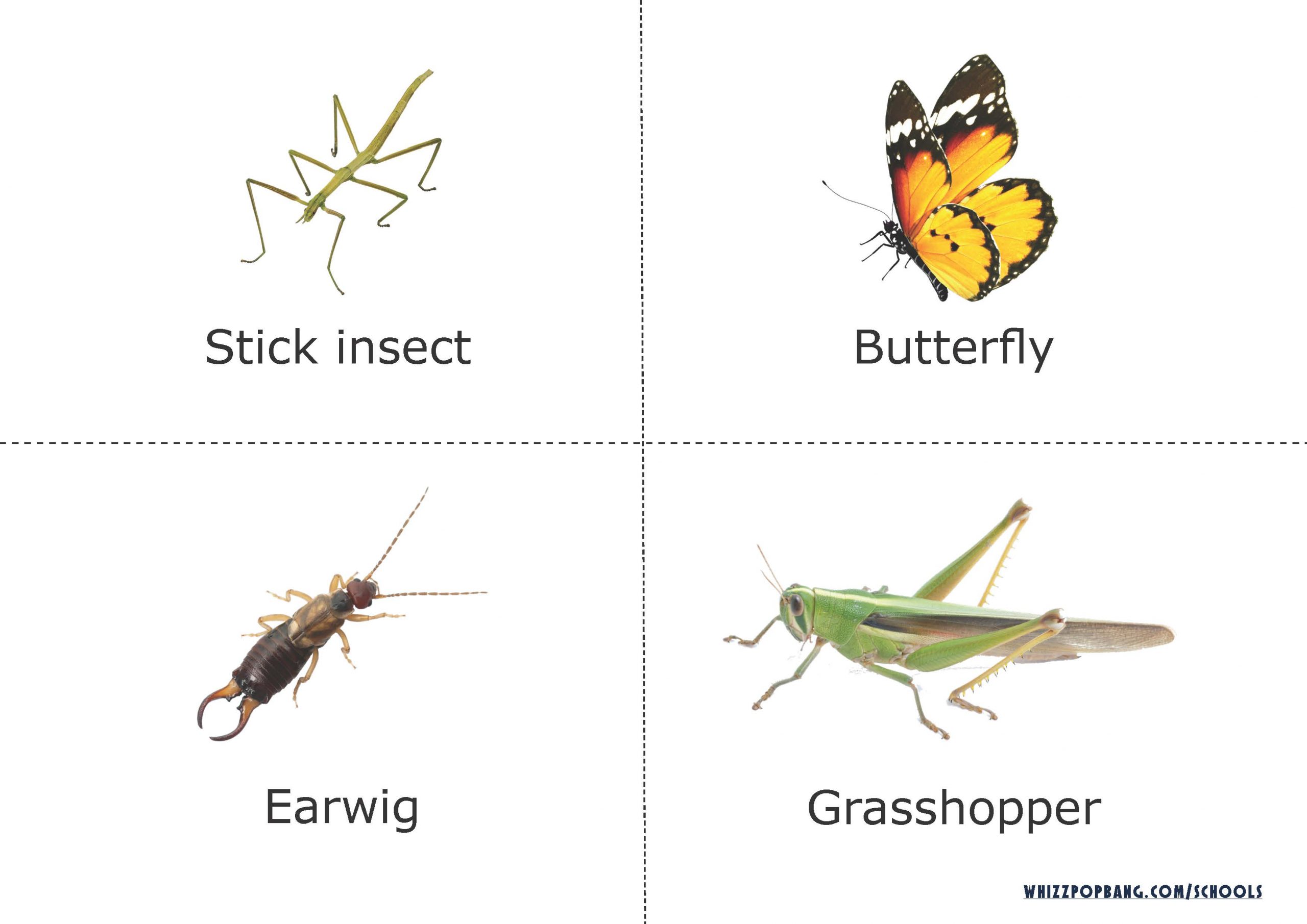 Teaching insects – Whizz Pop Bang Blog