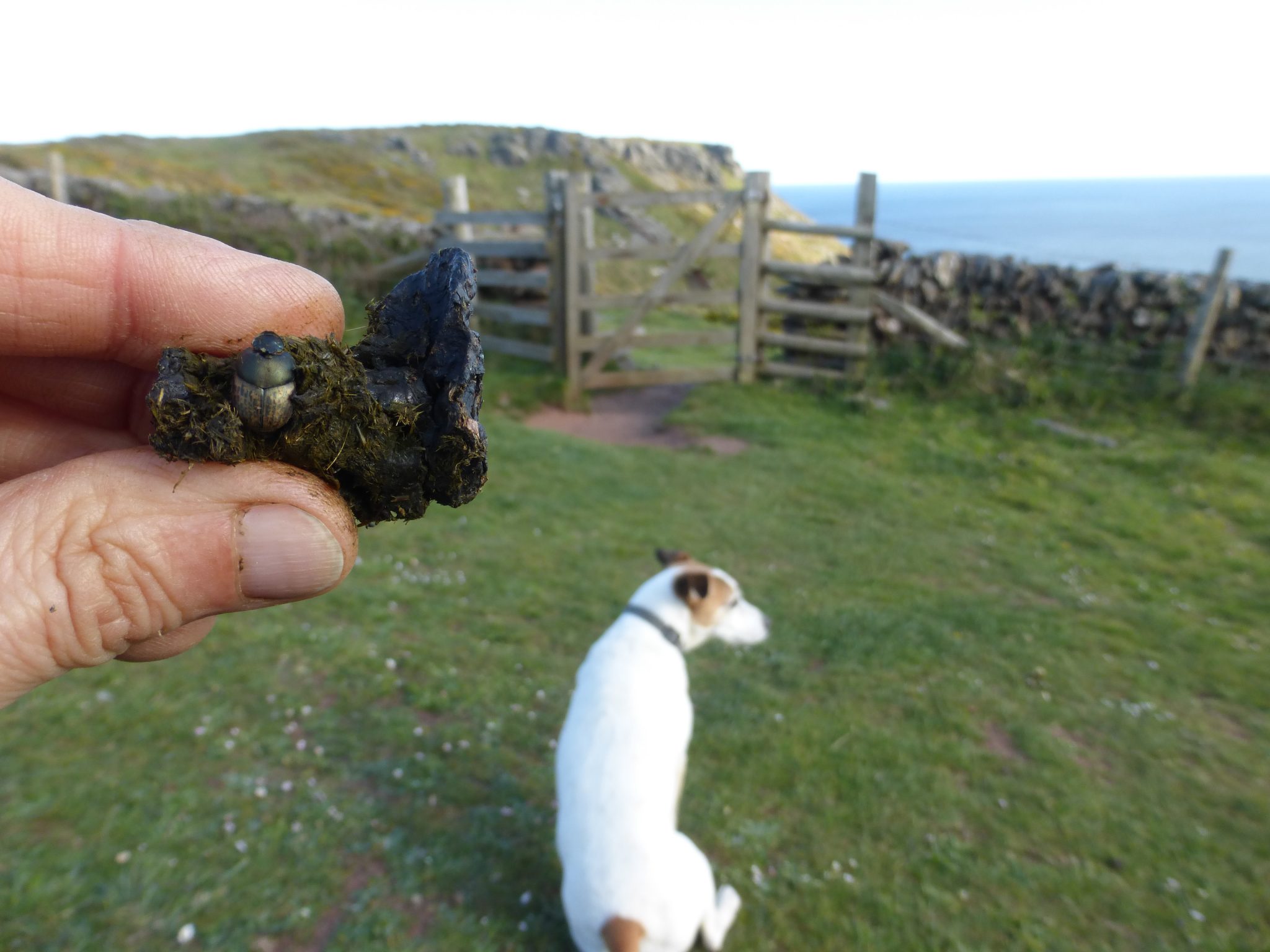 Meet a scientist who digs in poo to find dung beetles! – Whizz Pop Bang ...