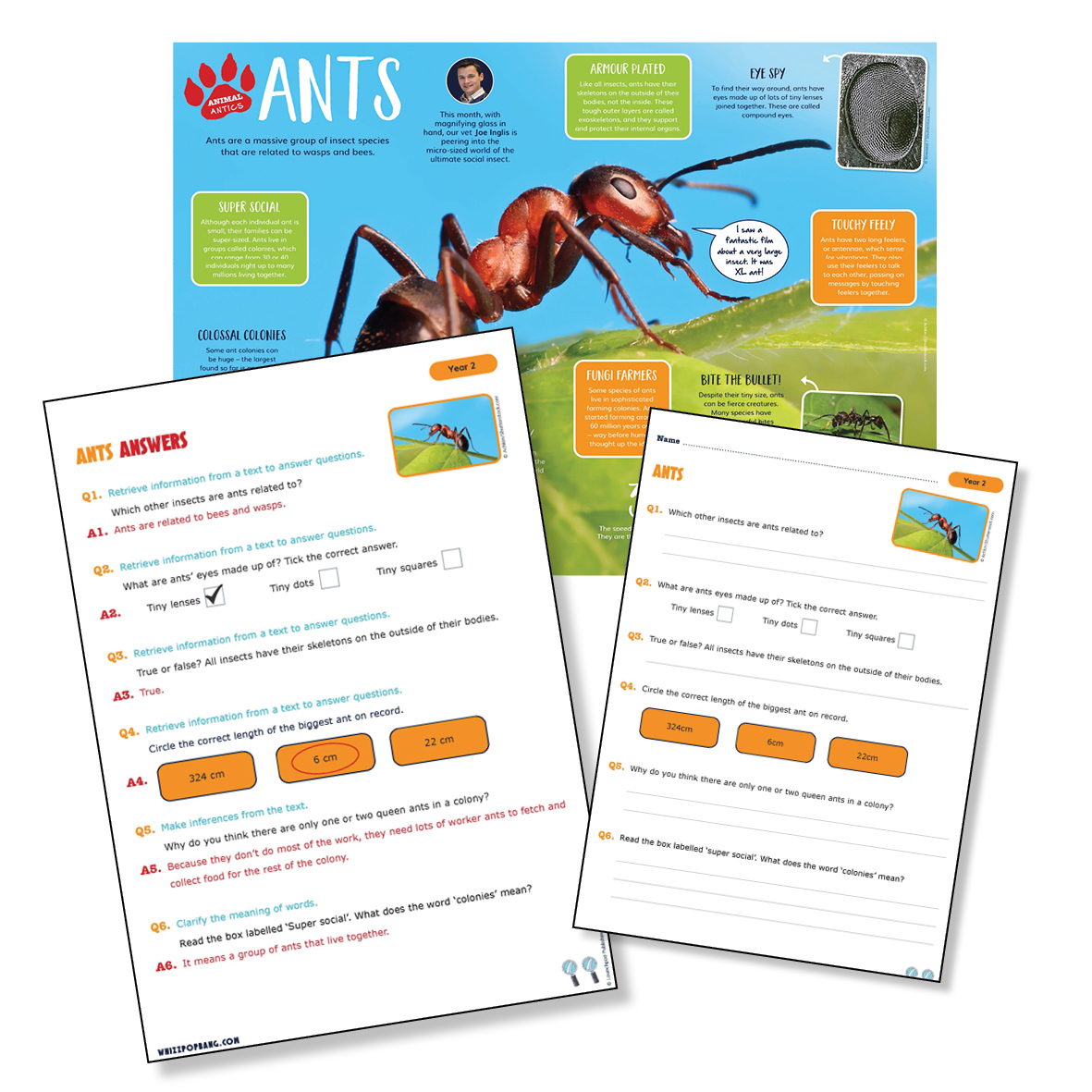 Teaching insects – Whizz Pop Bang Blog