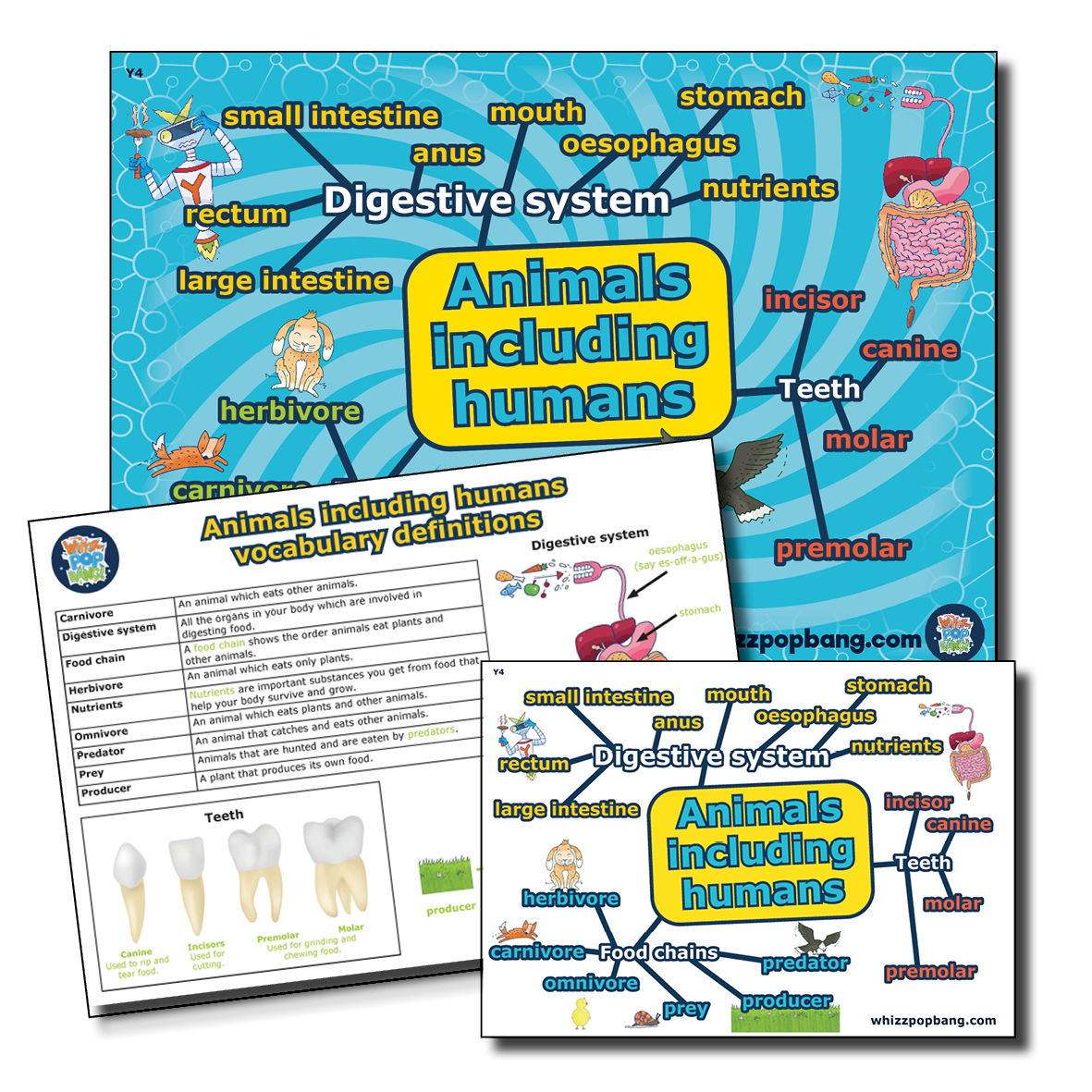 Teaching food chains in Year 4 – Whizz Pop Bang Blog