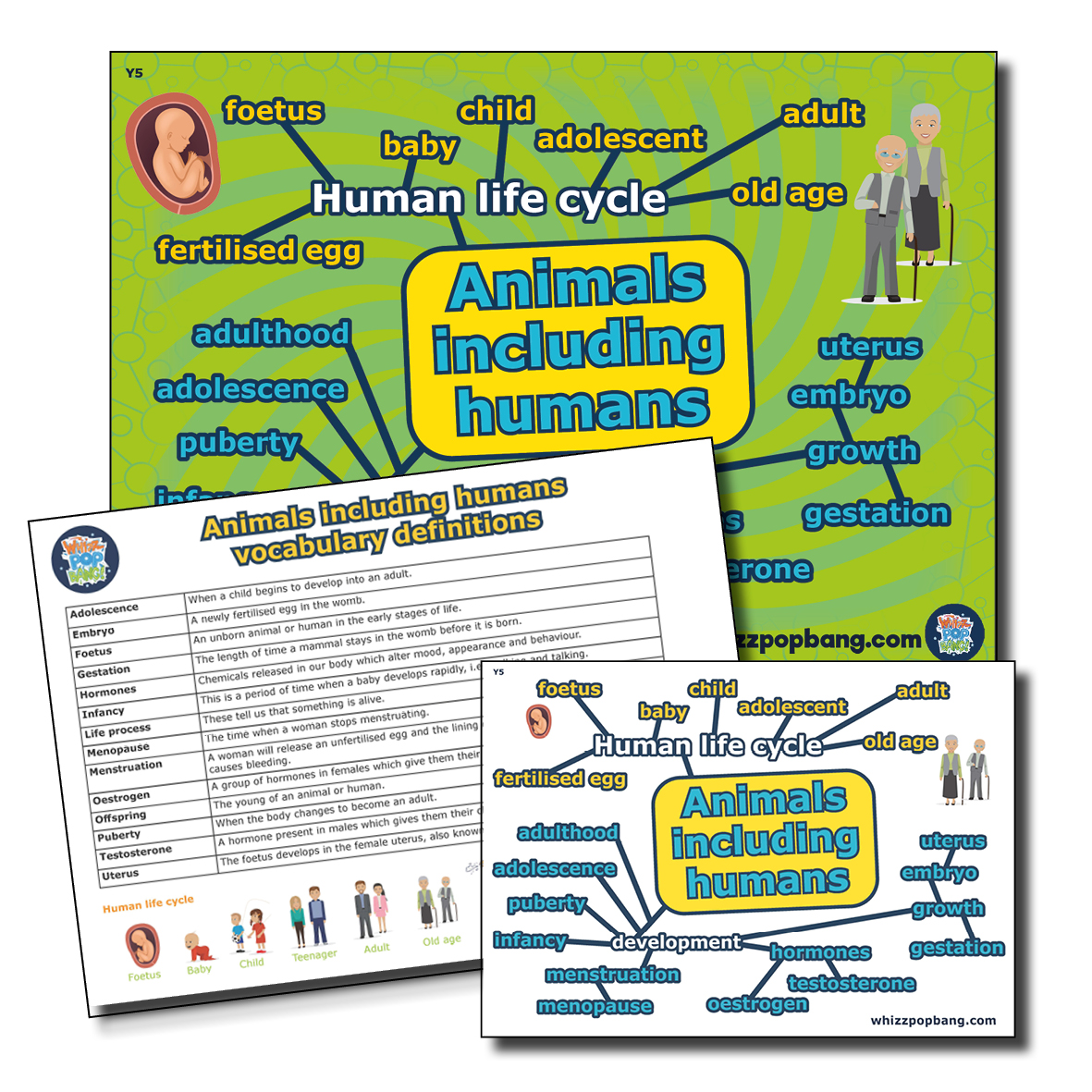 Teaching food chains in Year 4 – Whizz Pop Bang Blog