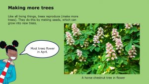 Teaching plants in year 3 – Whizz Pop Bang Blog