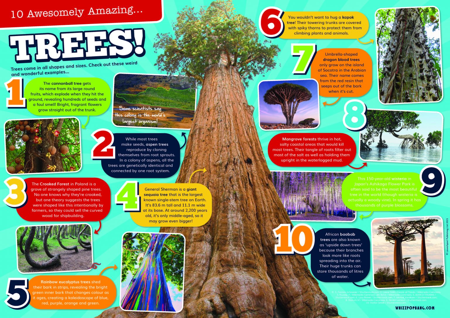 Teaching plants in year 3 – Whizz Pop Bang Blog