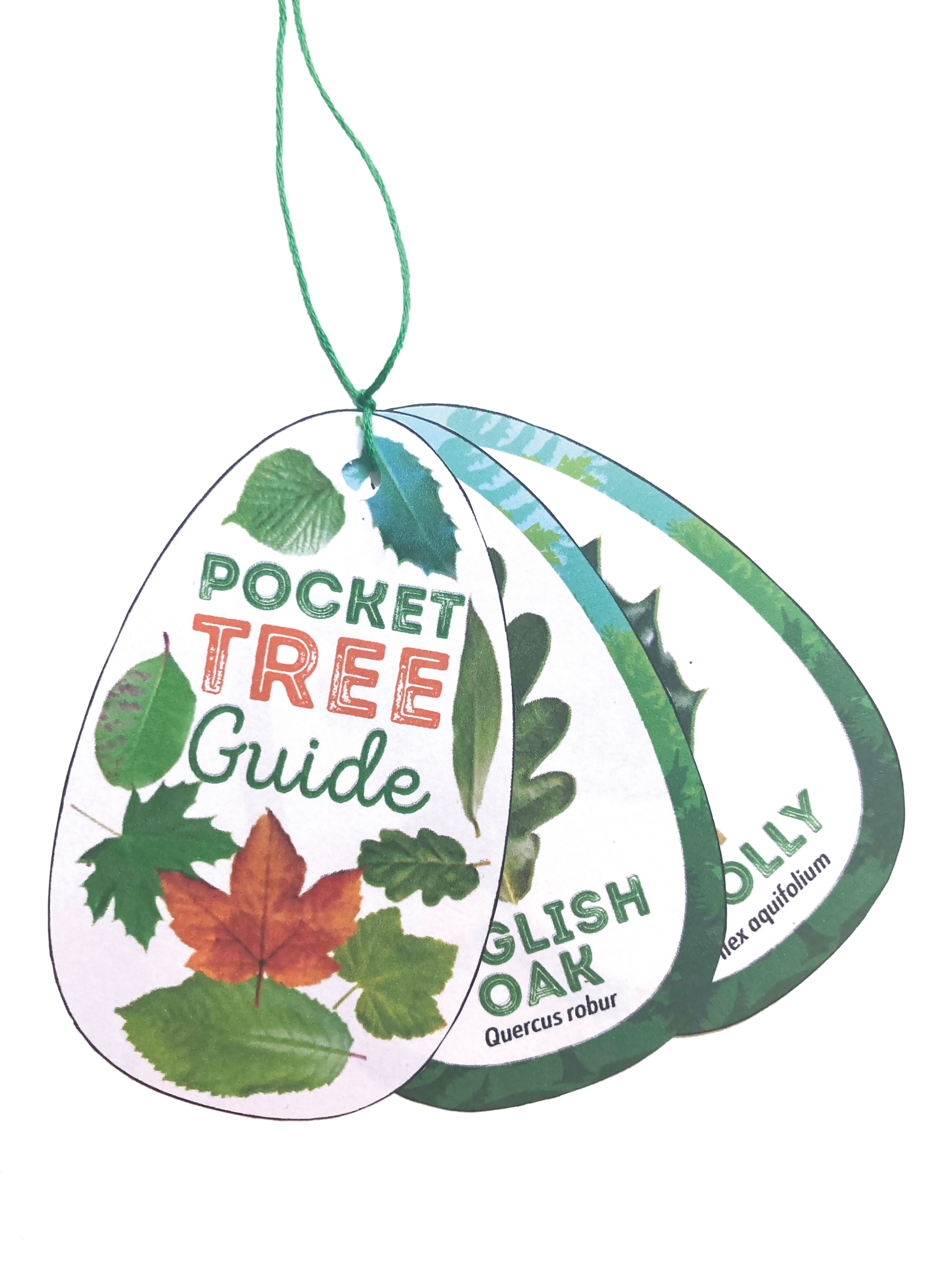 Teaching plants in year 3 – Whizz Pop Bang Blog