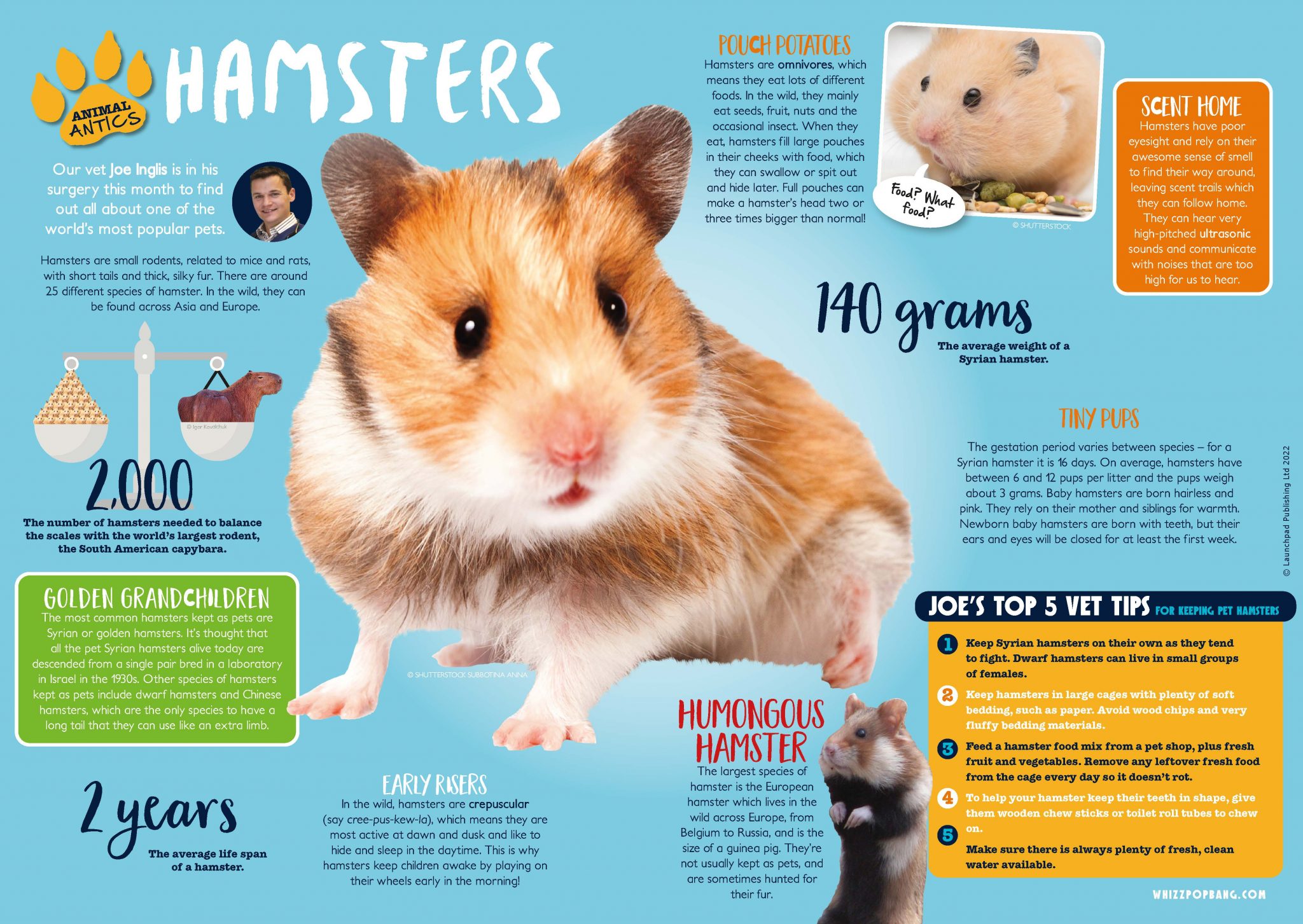 Teaching animals including humans in year 5 – Whizz Pop Bang Blog