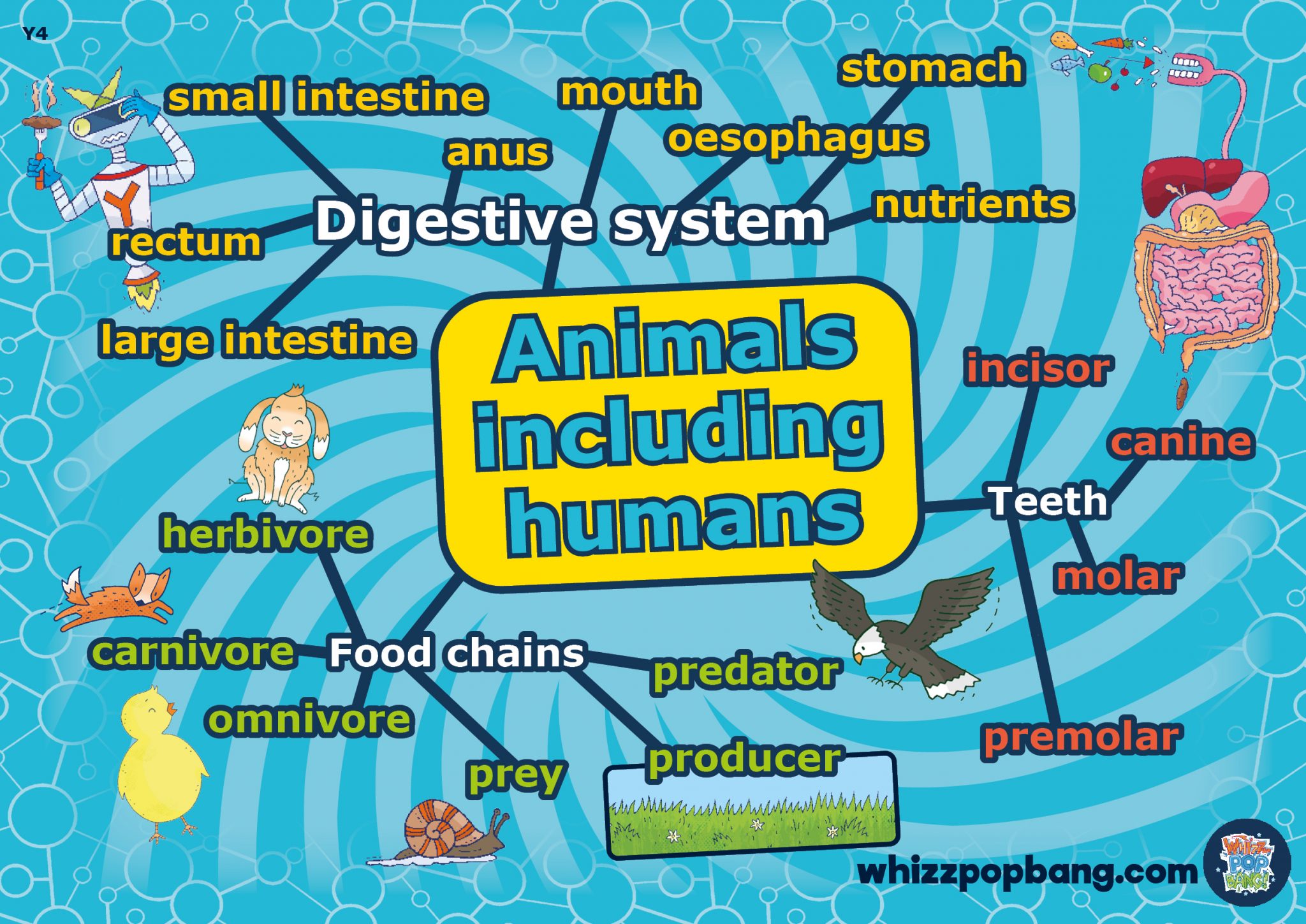 Science knowledge organisers for primary schools – Whizz Pop Bang Blog