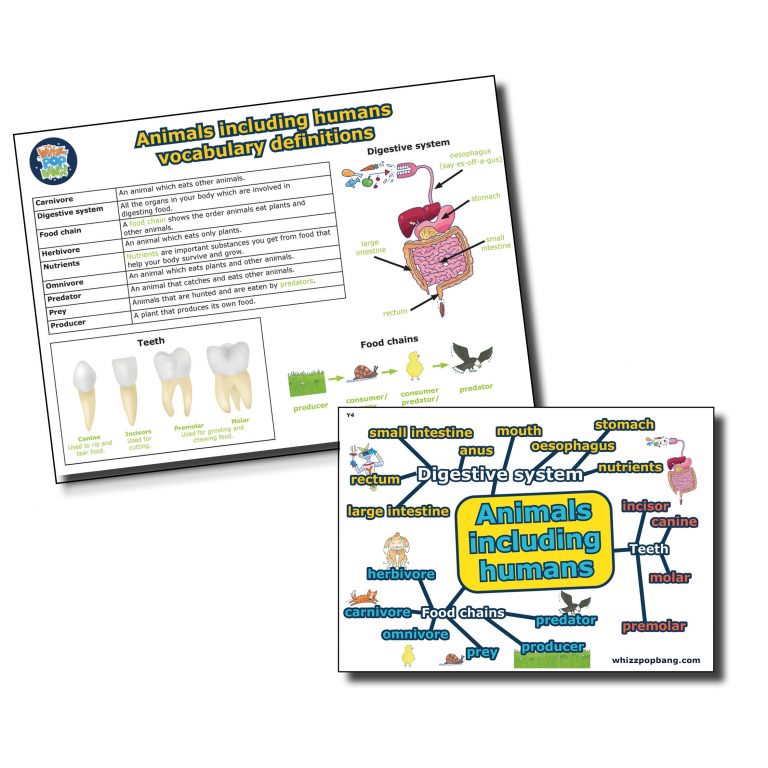 Science knowledge organisers for primary schools – Whizz Pop Bang Blog