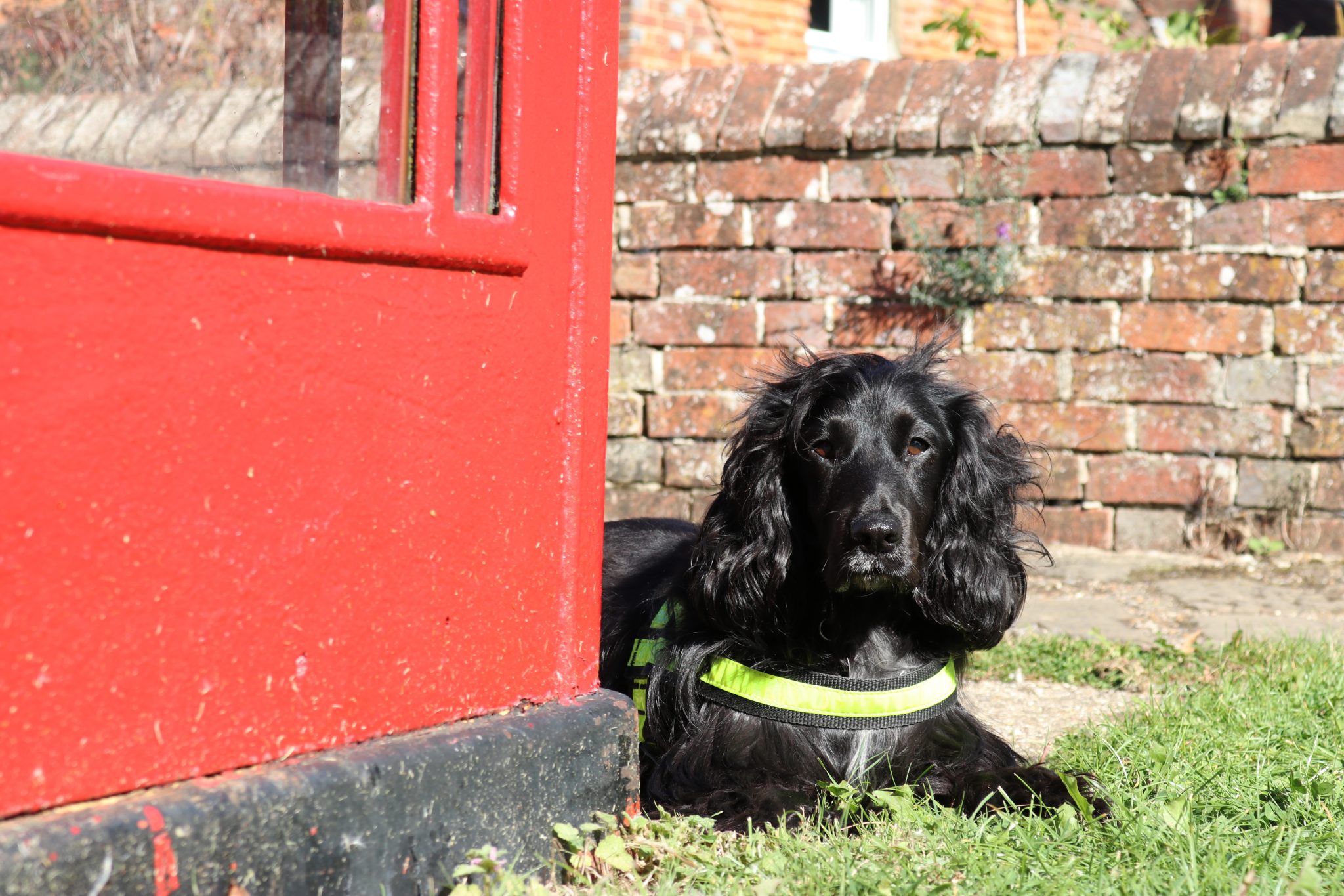 A pet detective’s amazing tales! – Whizz Pop Bang Blog